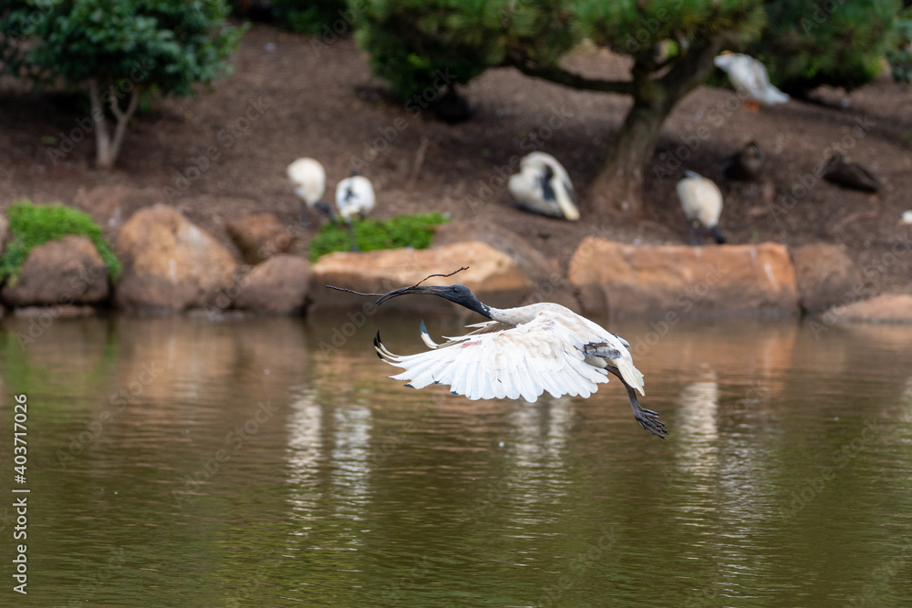 Ibis flying with wings down and a stick in its mouth to build a nest ...