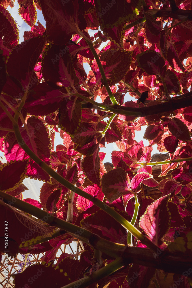 Low angle of coleus plant "Plectranthus scutellarioides" with many red ...