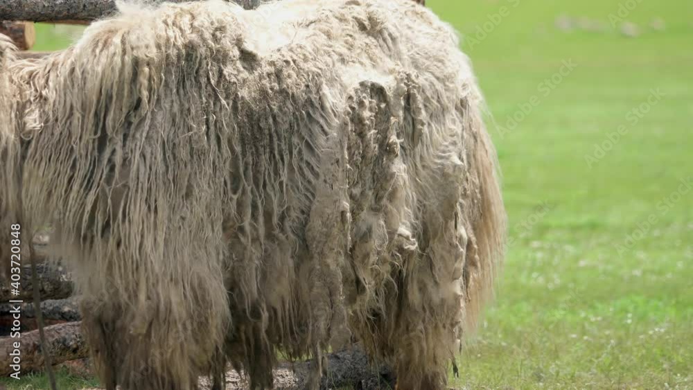 White yak with extremely long hair fur. Domestic yak (Bos grunniens) is ...