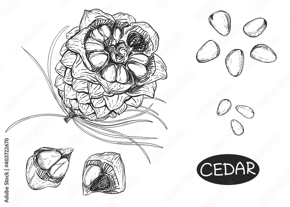 Hand drawn sketch black and white of cedar nut, leaf, seeds, pine ...
