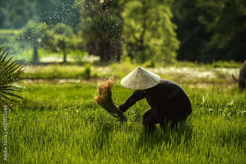 Thailand farmers rice planting and grow rice in the rainy season Stock ...