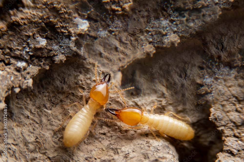Fotka „Group of the small termite on decaying timber. The termite on ...