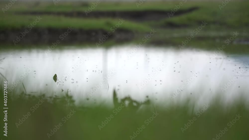 Flying flies over the pond.Fly, grasshopper, butterfly and parasite ...