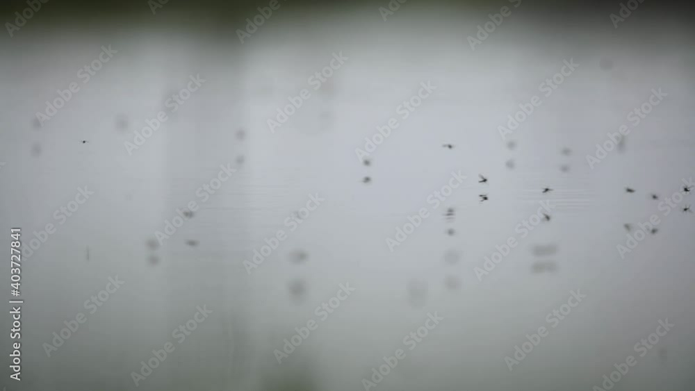 Flying flies over the pond.Fly, grasshopper, butterfly and parasite ...