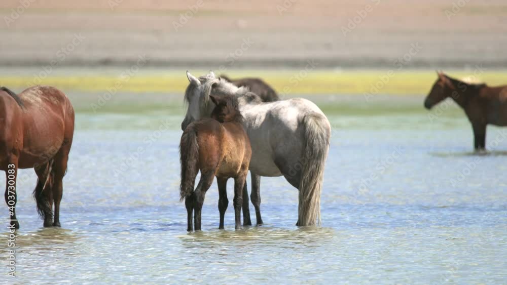 Video Stock Free herd of wild horses in natural lake water. Wildlife ...
