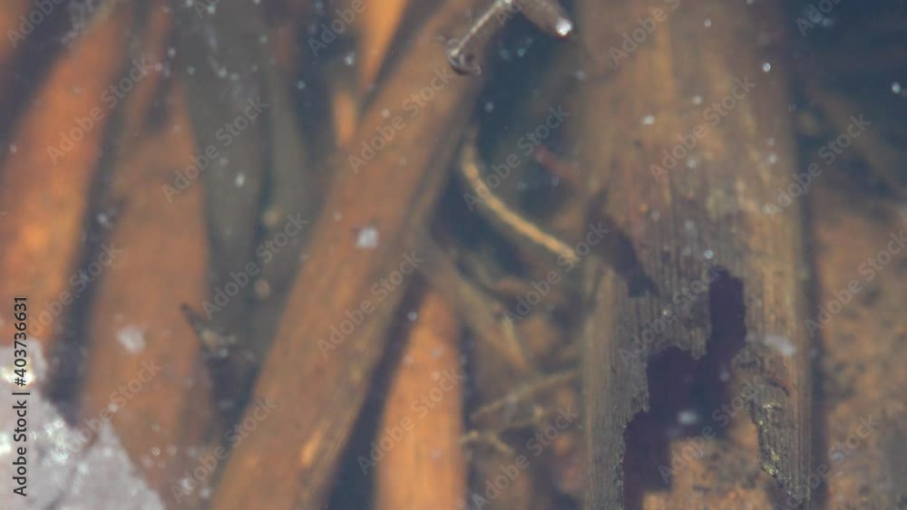 Stockvideo Macro view insect in wildlife. Larvae Mosquito floats pull ...