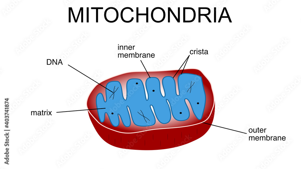 Matrix In Mitochondria