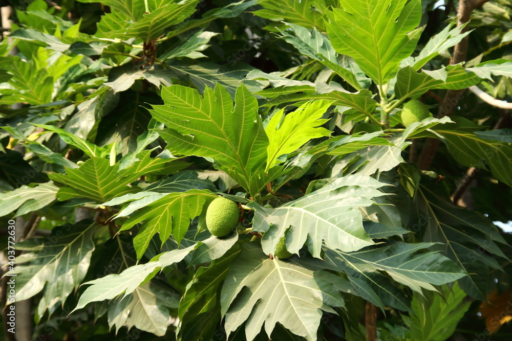 Young green fruit of bread fruit tree and green leaves on branch ...
