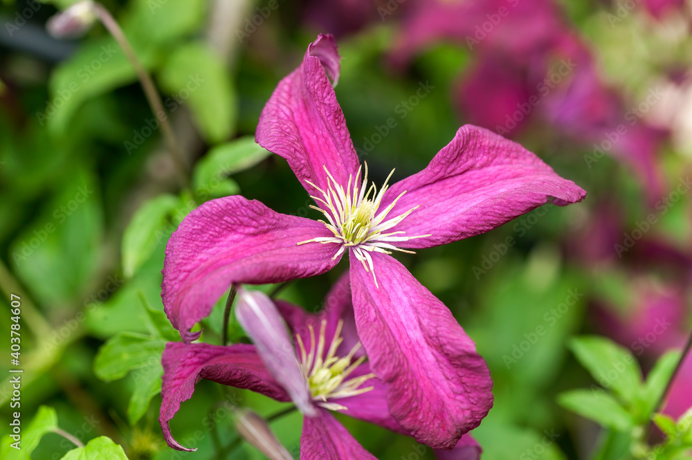 Clematis Madame Julia Correvon A Summer Flowering Shrub Plant With A clematis-madame-julia-correvon-a-summer-flowering-shrub-plant-with-a