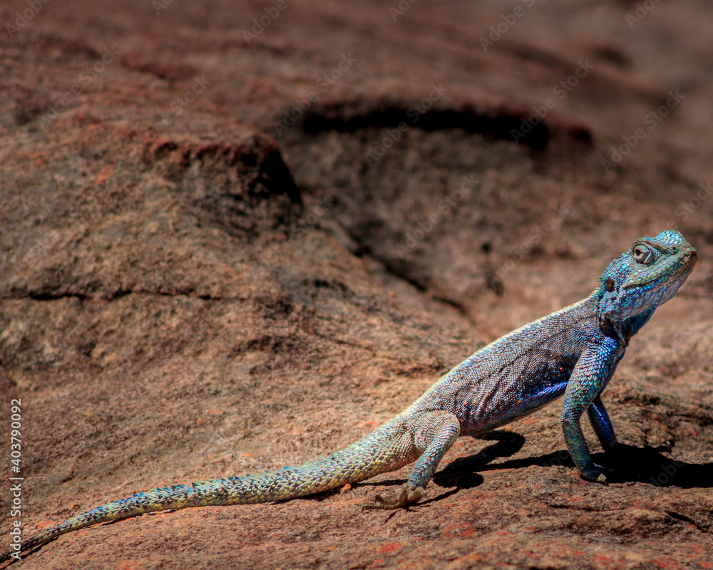 Blue head lizard full body on rock Stock Photo | Adobe Stock
