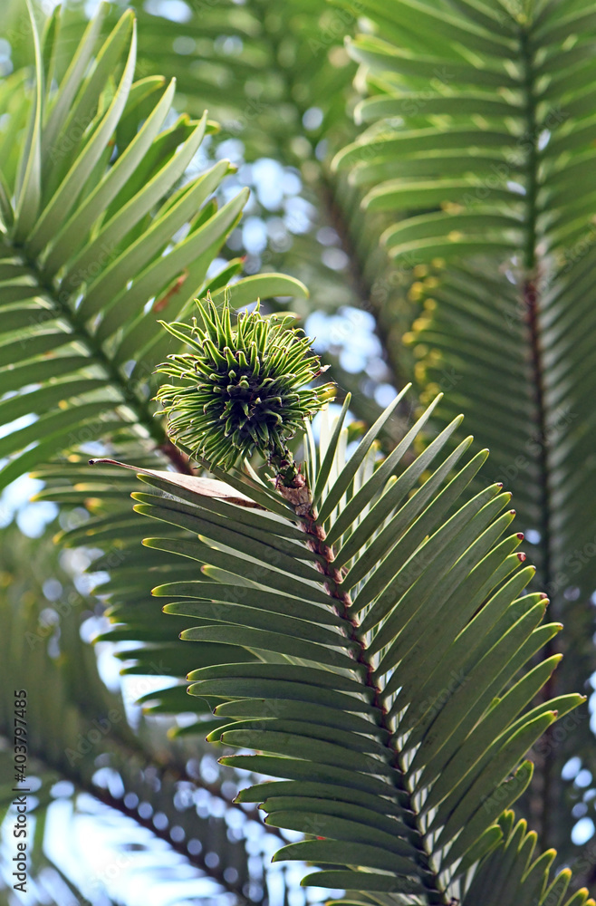 Wollemi Pine female cone, megasporophyll, growing at the end of a branch. Wollemia nobilis is an ...