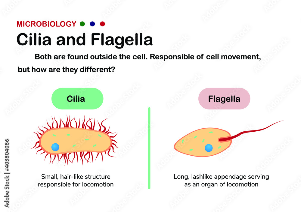 Poster Biology diagram present different of cilia and flagella in eukaryote and prokary ...