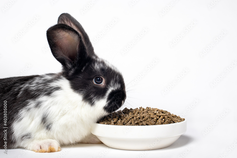 A black rabbit sits near a plate of compound feed. A balanced diet food ...