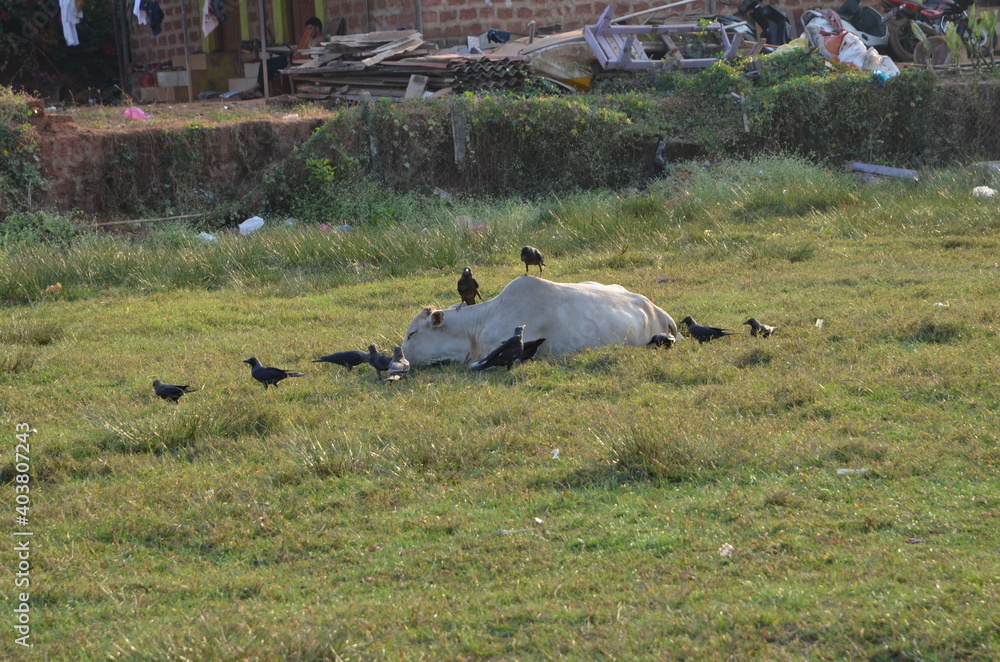 Indian cow lies in the meadow, black crows sit on the cow Stock Photo ...