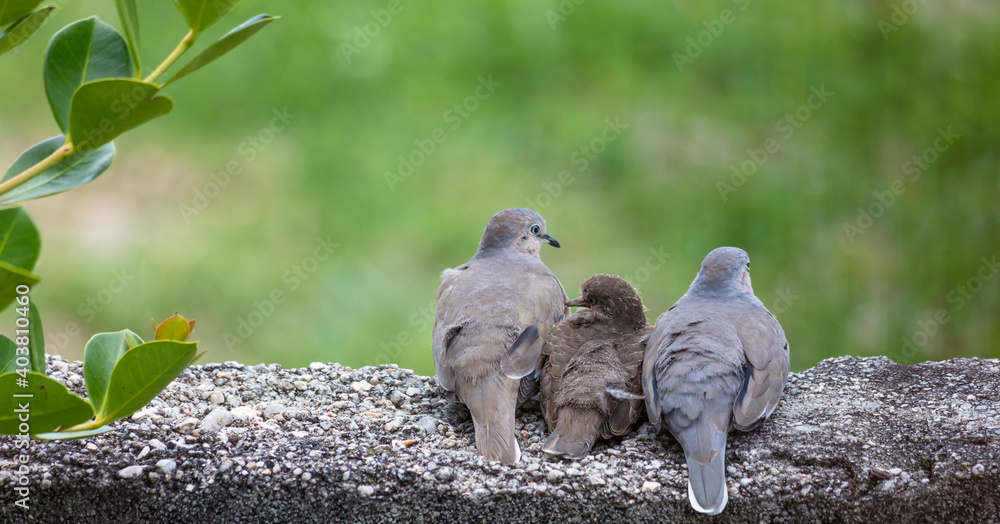 Casal de rolinha-picui com filhote (Columbina picui) Stock Photo ...