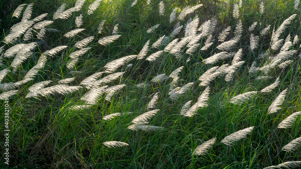 Wild Cane flower fields lit by sunlight or Saccharum spontaneum. Stock ...