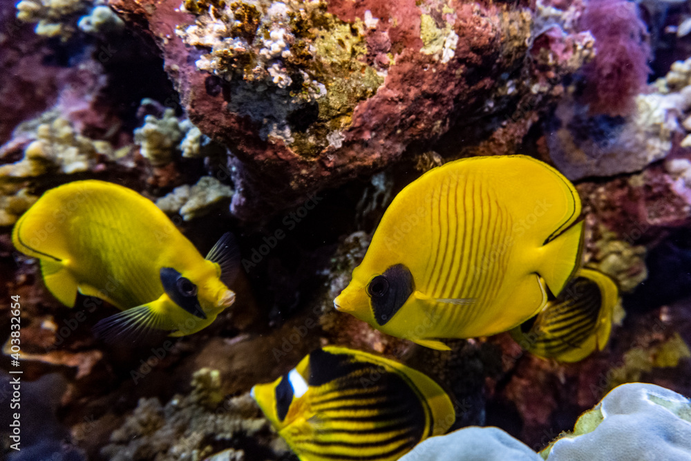 Poster bright beautiful fish of the Red Sea in a natural environment on ...