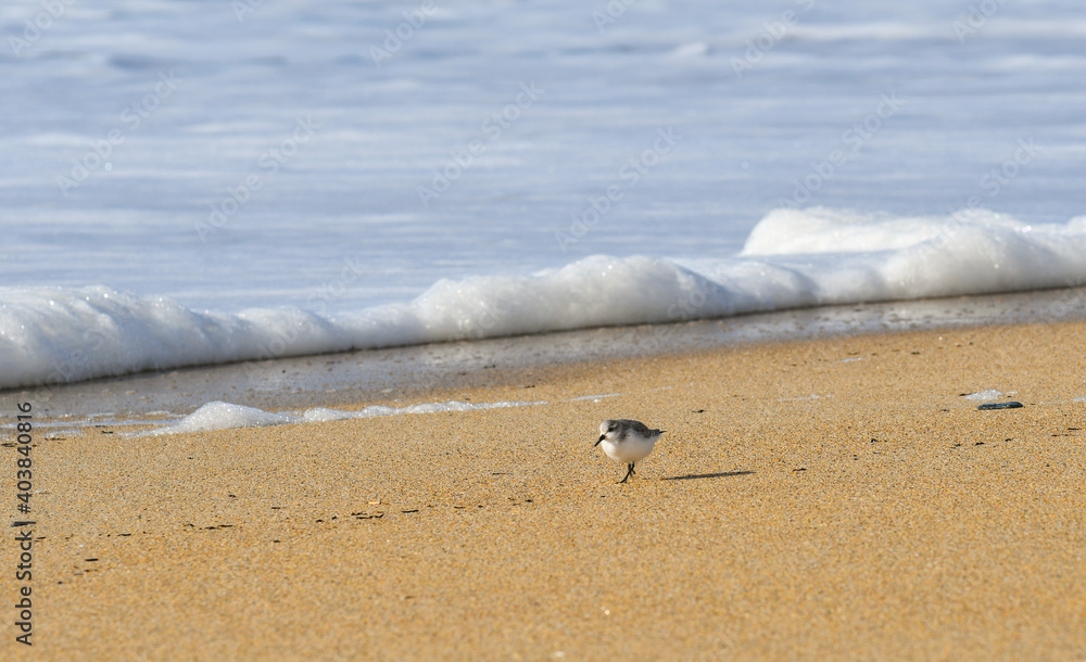 Oiseau solitaire qui trottine sur le sable Stock Photo | Adobe Stock