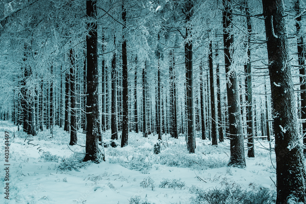 Mystic and moody scene in the the winter mountains with heavy fog and ...