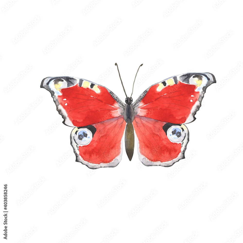 Bright red butterfly on white background. Hand drawn watercolor ...