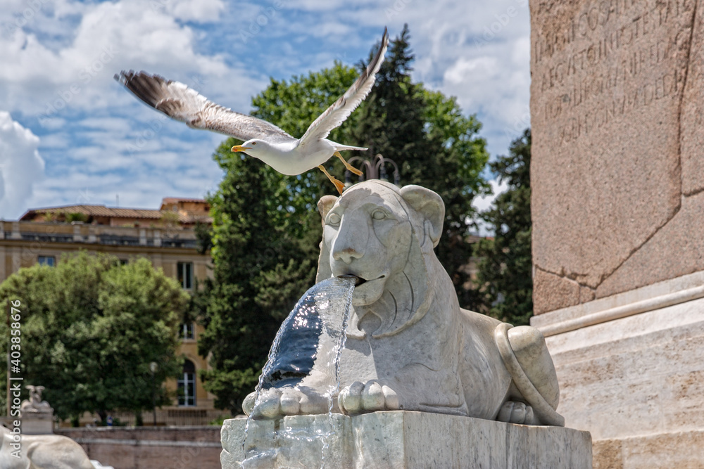 Seagull at the lion statue at Piazza del Popolo. Marble lions and ...