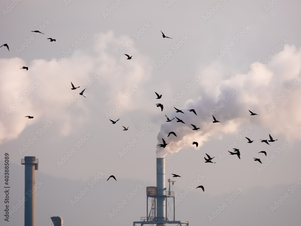 Flying birds flock flying on smoking factory pipes background Stock ...