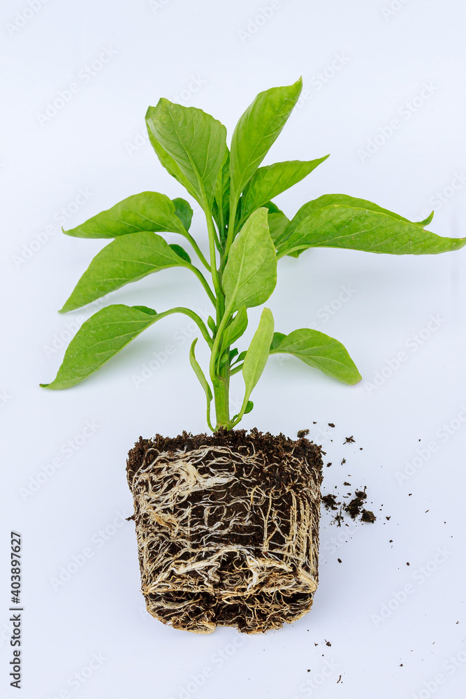 Bell pepper seedling with a well-developed root system on a white ...