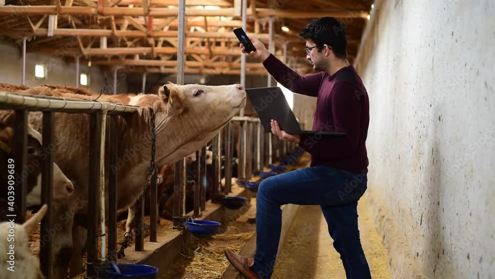 Smart and modern livestock farming concept. Young farmer using a laptop ...