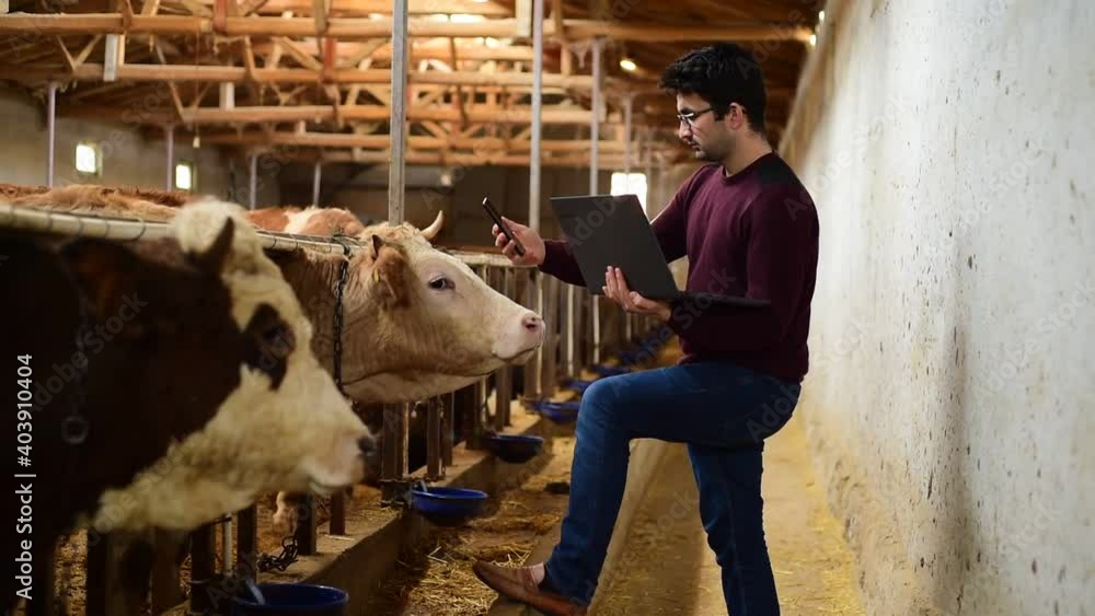 Smart and modern livestock farming concept. Young farmer using a laptop ...