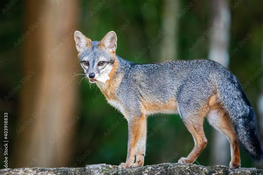 Cute looking gray fox isolated portrait Stock Photo | Adobe Stock