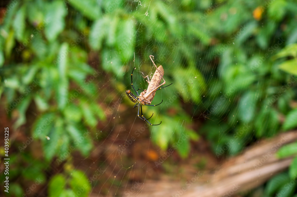 Giant wood spider trapped a mantis in focus Stock Photo | Adobe Stock
