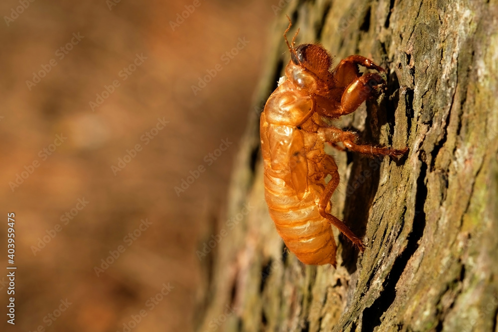 Blurred slough off the cicada's golden shell on pile bark Stock Photo ...