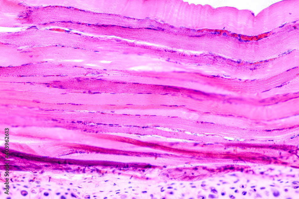Education anatomy and Histological sample of Human under the microscope ...