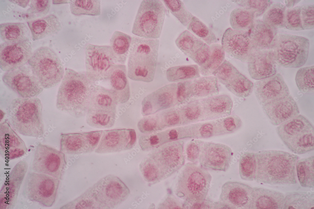 Cell Division and Cell Cycle under the microscope. Stock Photo | Adobe ...