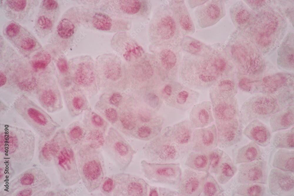 Cell Division and Cell Cycle under the microscope. Stock Photo | Adobe ...