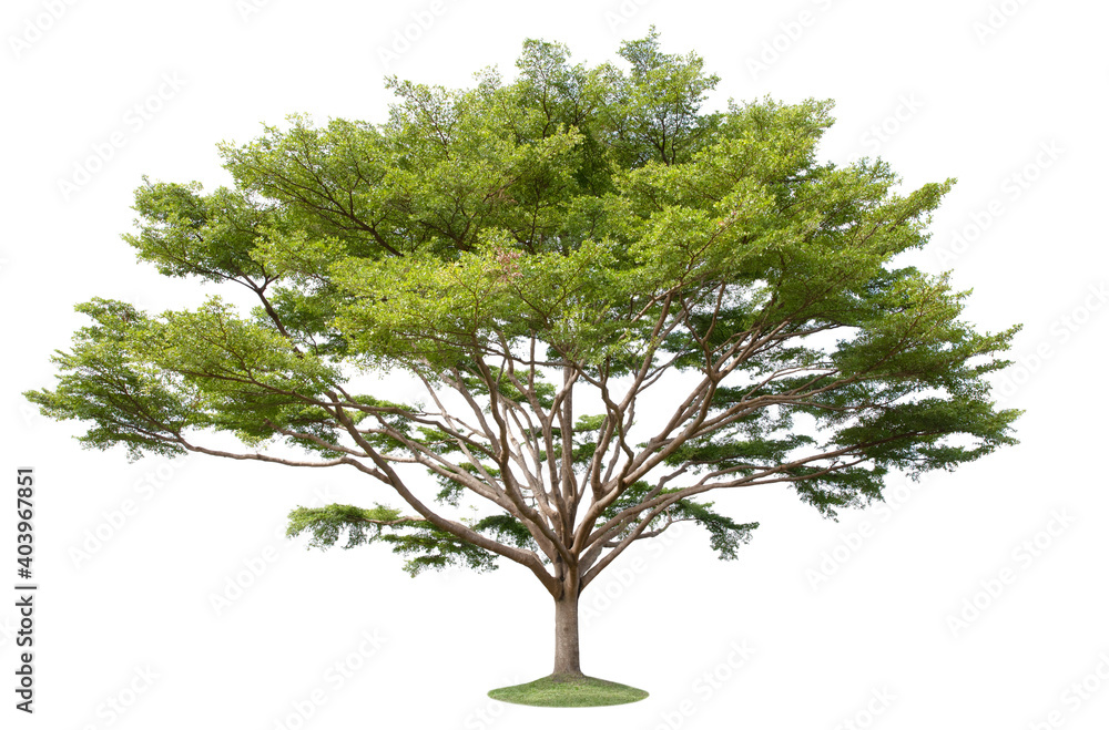 Terminalia ivorensis tree isolated on white background Stock Photo ...