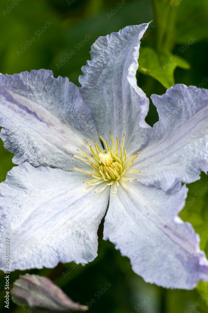 Clematis 'Blekitny Aniol' (Blue Angel) a summer flowering shrub plant ...