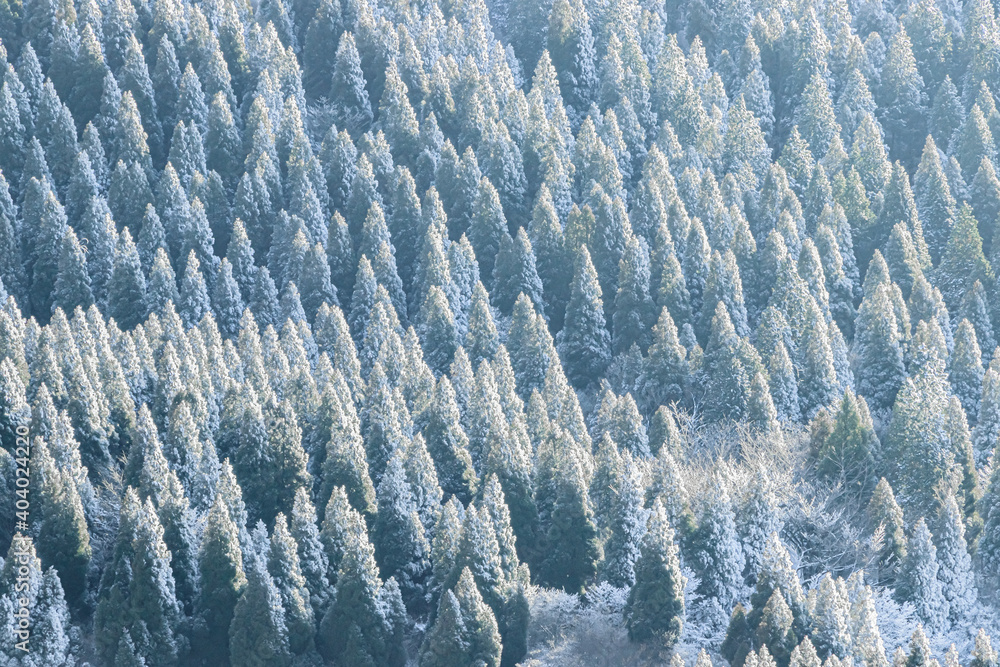 杵島岳から見た雪に覆われた針葉樹林 熊本県阿蘇市 Snow-covered coniferous forest seen from Mt ...