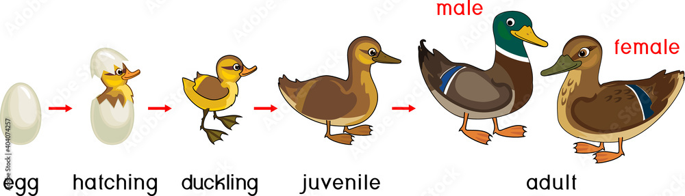Life Cycle Of A Duck