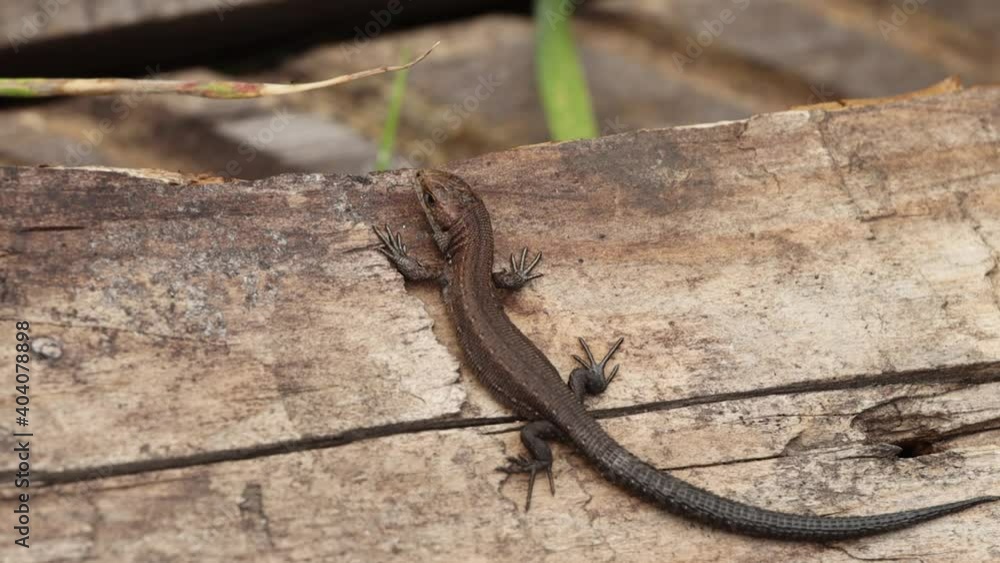Vidéo Stock Lizard and ant. Close-up. Top view. Brown lizard on a log ...