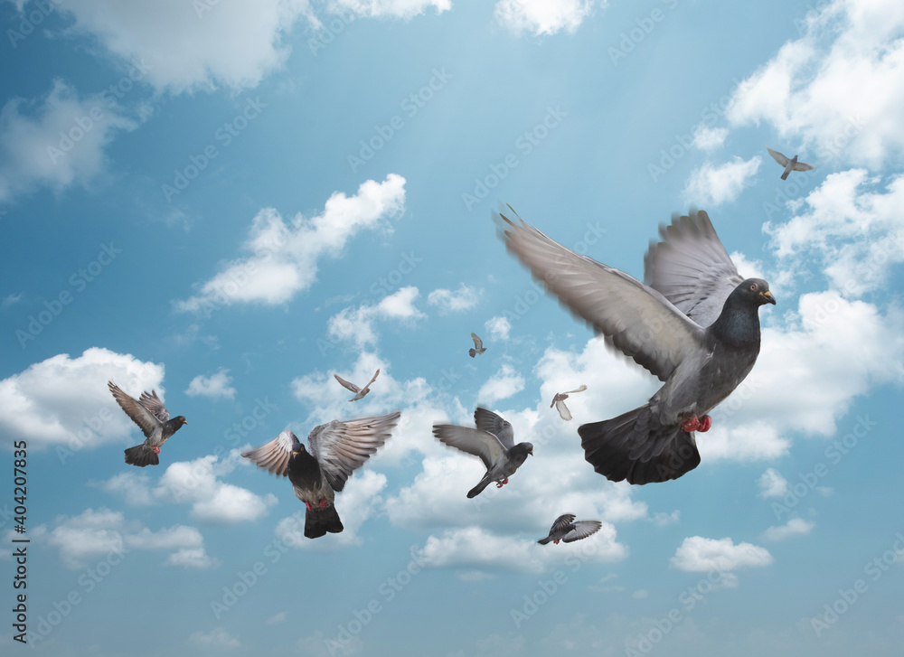 Flock of birds flying in the sky. Flock of pigeons in the blue sky ...