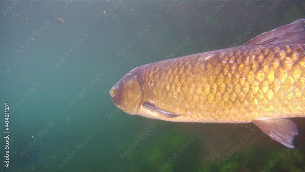 Stockvideon Adult Grass carp Ctenopharyngodon Idella, large herbivorous ...