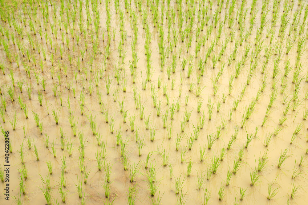 Closeup New rice plants in the rice farm - agricultural scene - Harvest ...