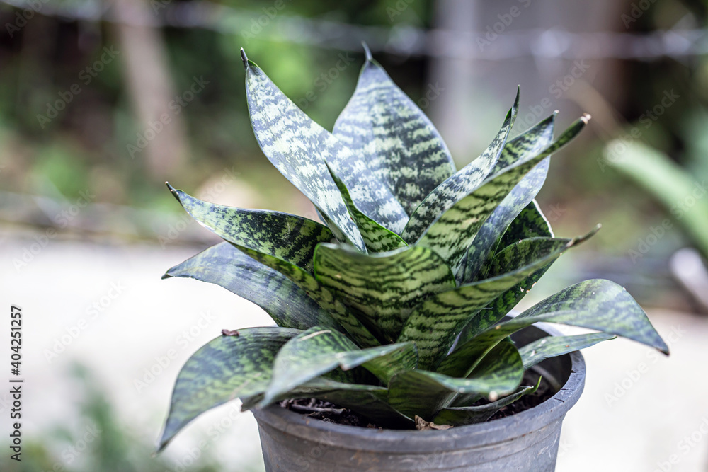 Tongue's green leaf with golden edge (Sansevieria trifasciata cv ...
