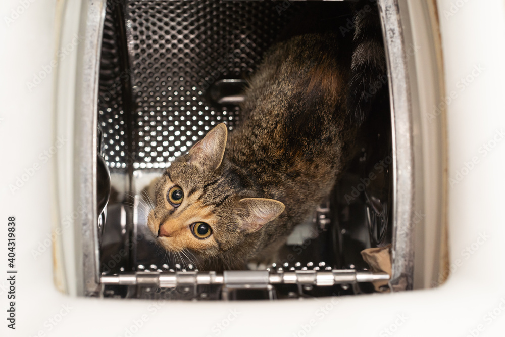 The cat sits inside the washing machine and looks up straight into the ...