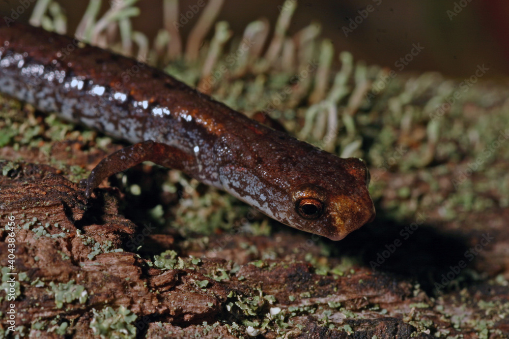 Profile view of the head and front leg of a Four-toed salamander ...