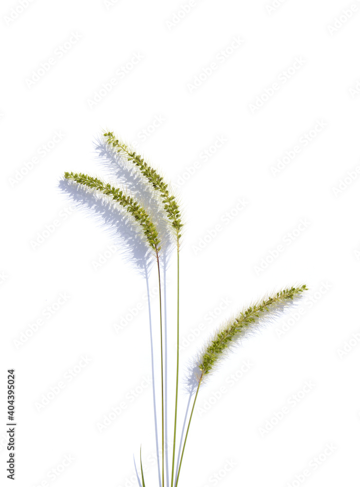 Ear of green foxtail grass, green bristlegrass, or wild foxtail millet ...