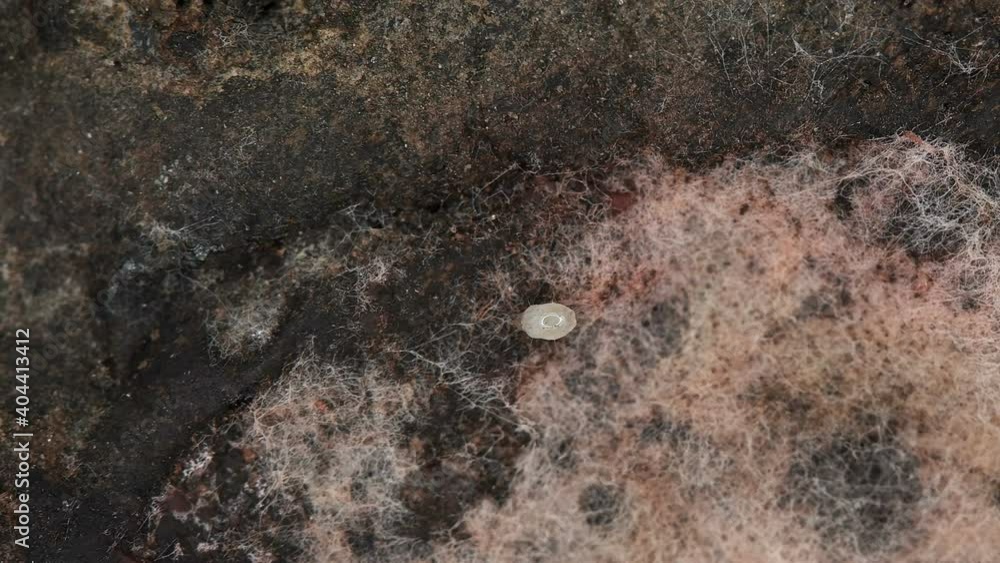 Flour Mite Acarus sp. crawls on the surface of a moldy beet, family ...