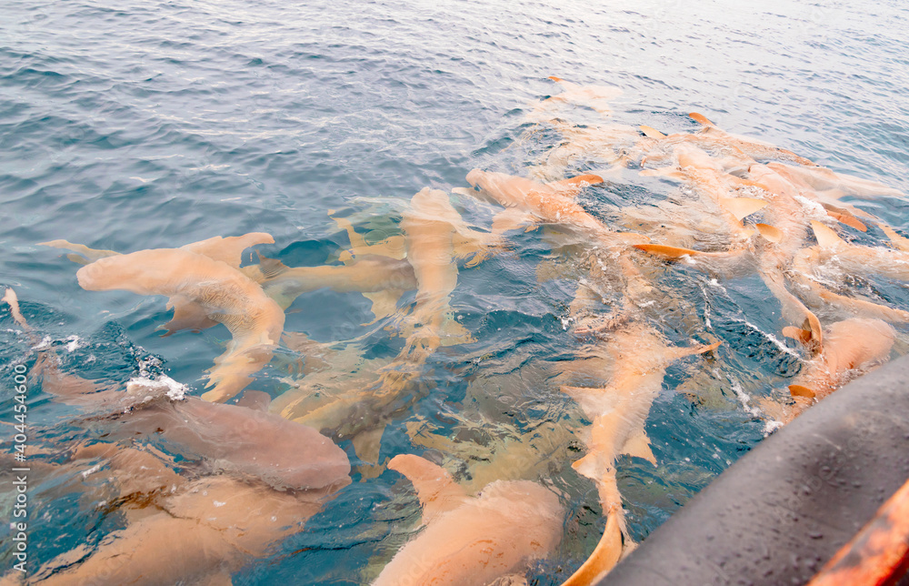 feeding sharks, reef sharks gather underwater for feeding in the Indian ...
