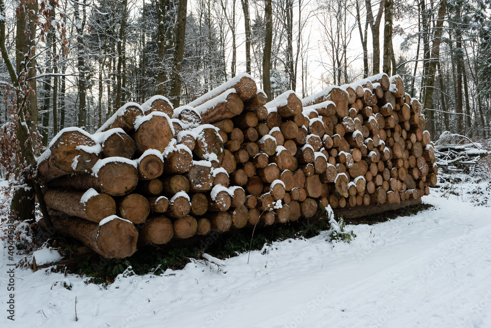 Cut stacked and marked tree trunks covered in snow in a forest pathway ...